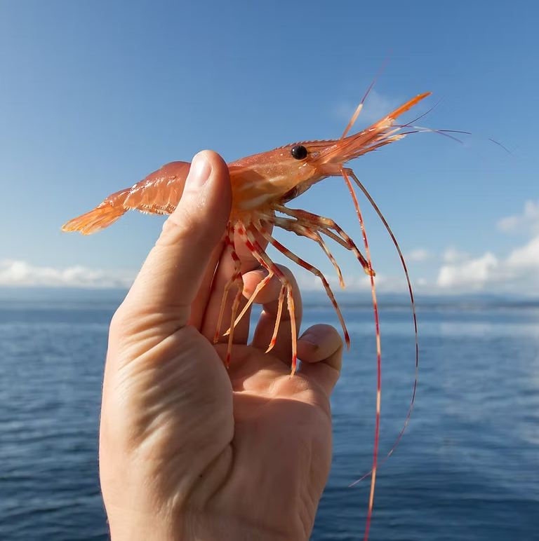 Organic Ocean · Seafood Naturally